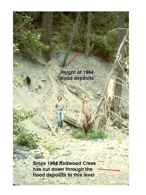 Trees buried by gravel deposits