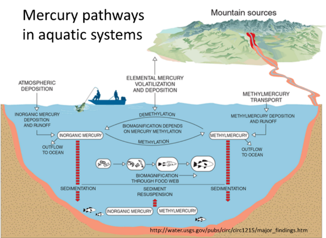 Mercury pathways in aquatic systems