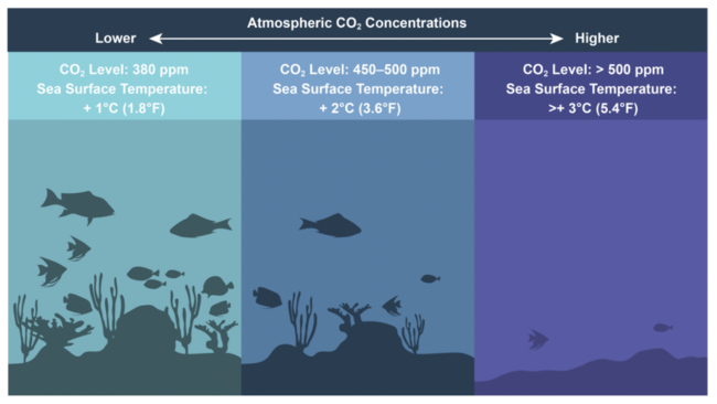 Climate Change Effects on Coral Reefs