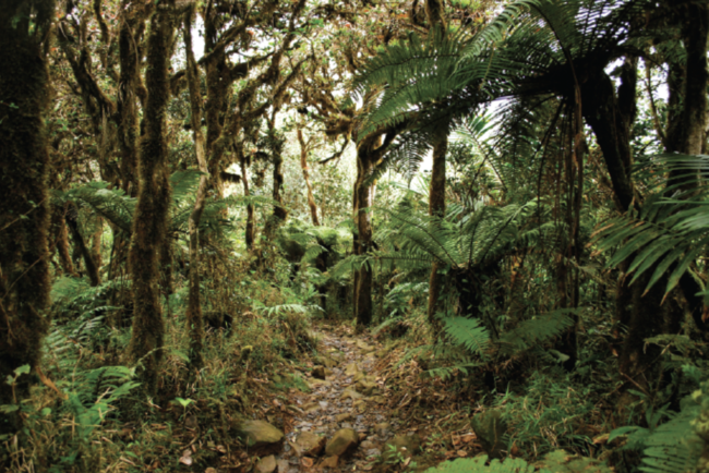 Cloud Forests Are Vulnerable to Climate Change