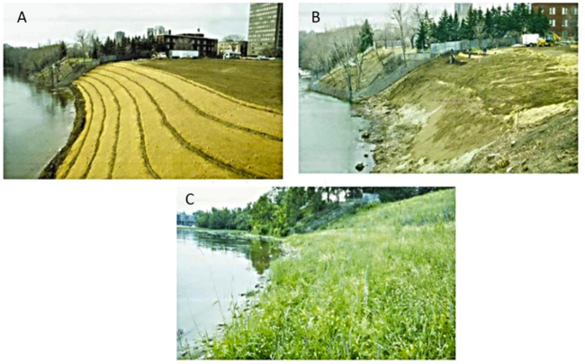 three_phases_streambank_stabilizati_14732652921161141465.png