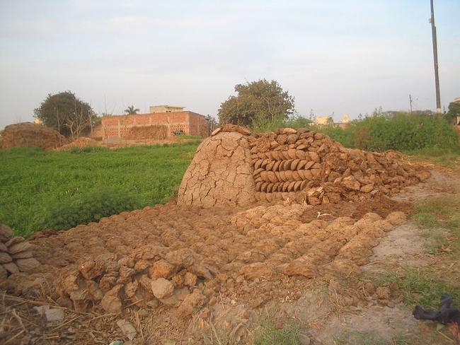 cow_dung_india_drying.jpg