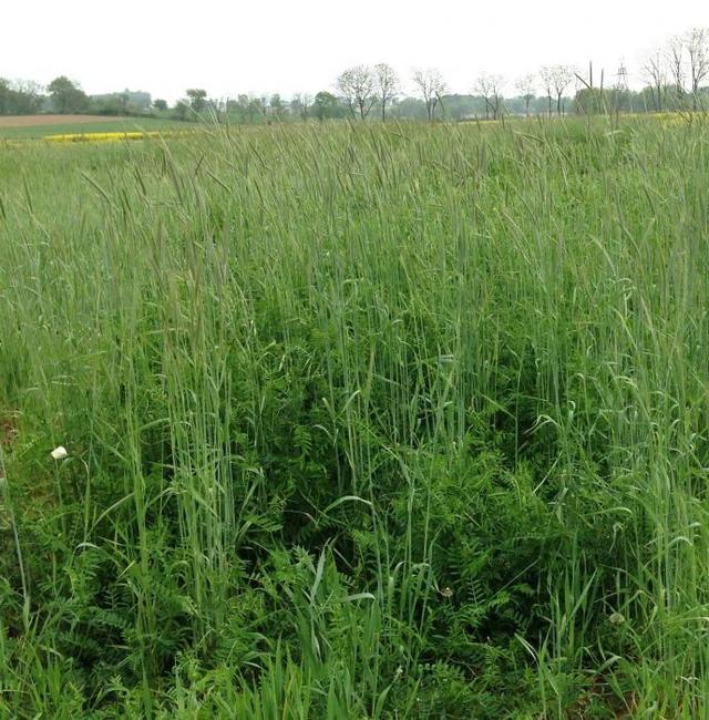 close up of cereal rye and hairy vetch