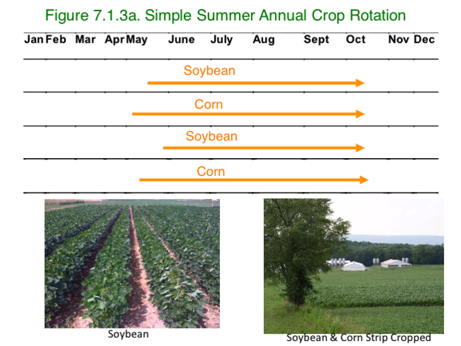 Figure 7.1.3a Simple Summer Annual Crop Rotation