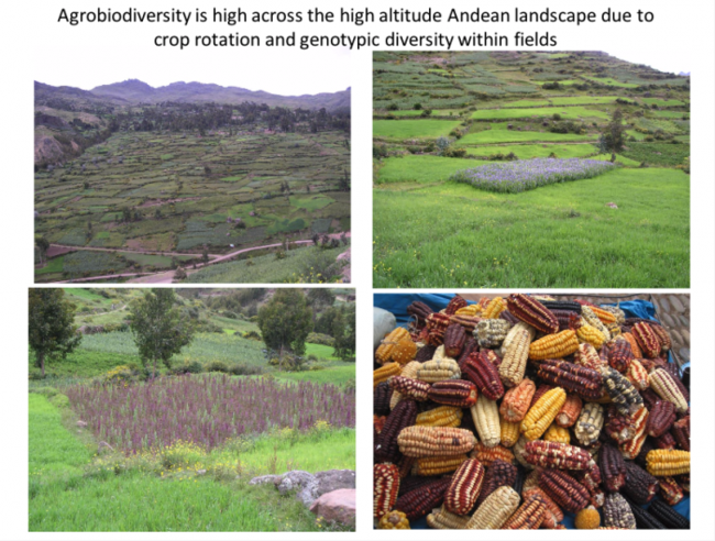 high_andean_agrobiodiversity_high.png