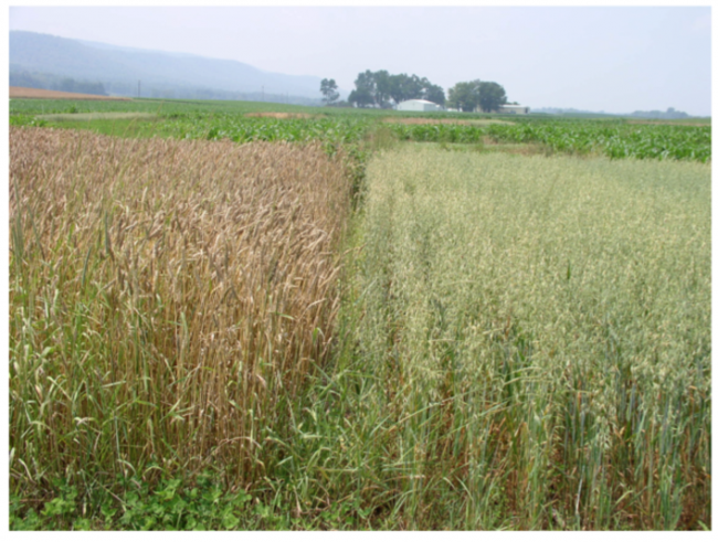 wheat and spring oats