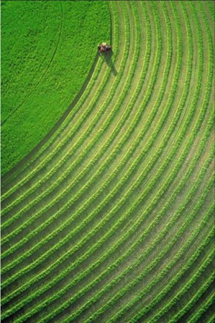 Picture of Midwestern field