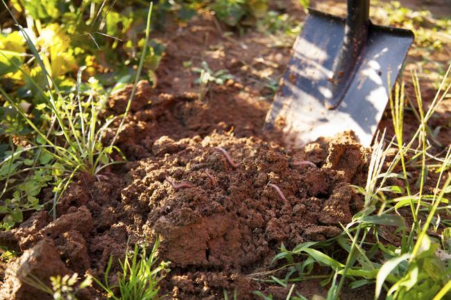 healthy soil and shovel.jpeg