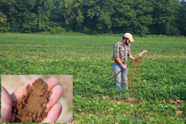 A soil scientist at work