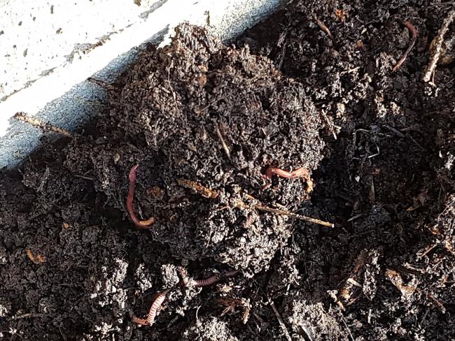 soil worms