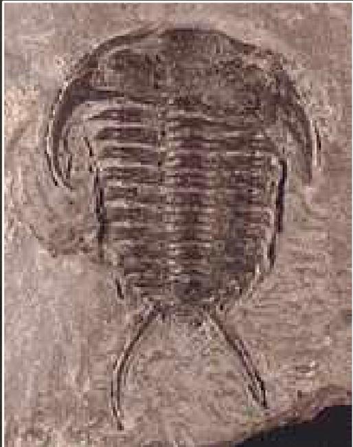 Trilobite