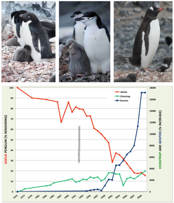 PenguinData