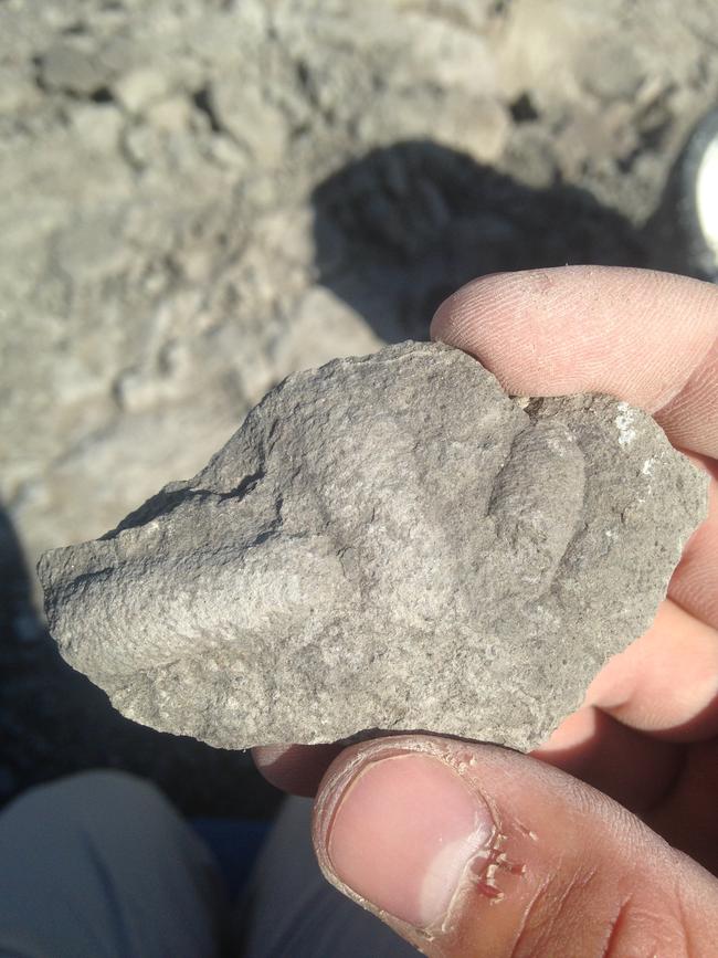 Fossil insect cocoons from Egg Mountain.