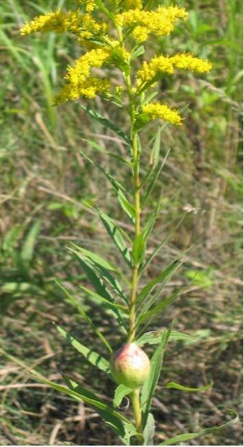 goldenrod_gall.jpg