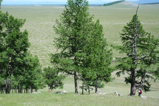 coring_trees_northern_mongolia.v2.jpg
